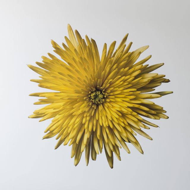 Rómulo Celdrán – visual art